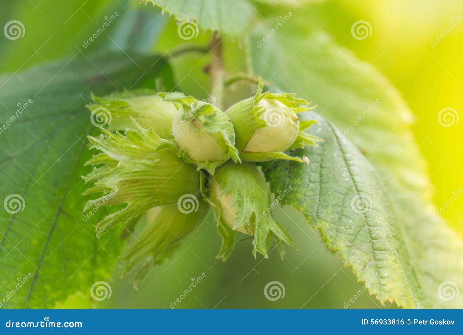 Green unripe hazelnuts stock photo. Image of strong, hazel - 56933816