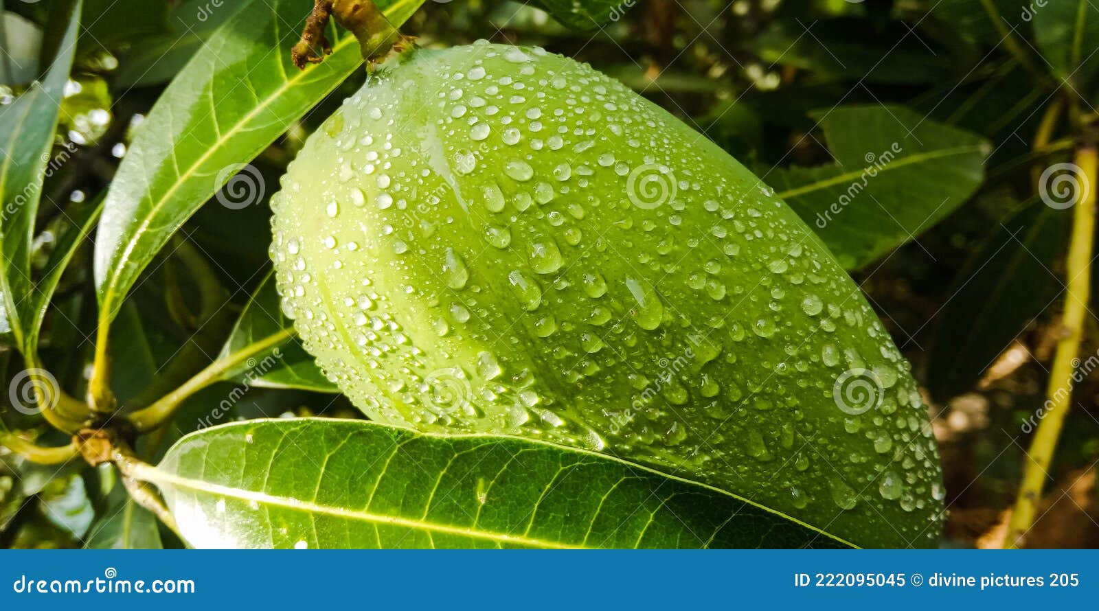 Green Unripe Mango With Water Drops Stock Image - Image of summer ...