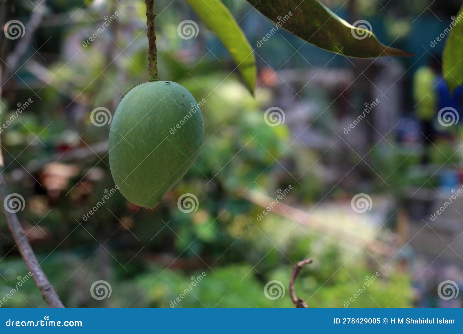 Mango on the tree branch stock image. Image of vegetarian - 278429005