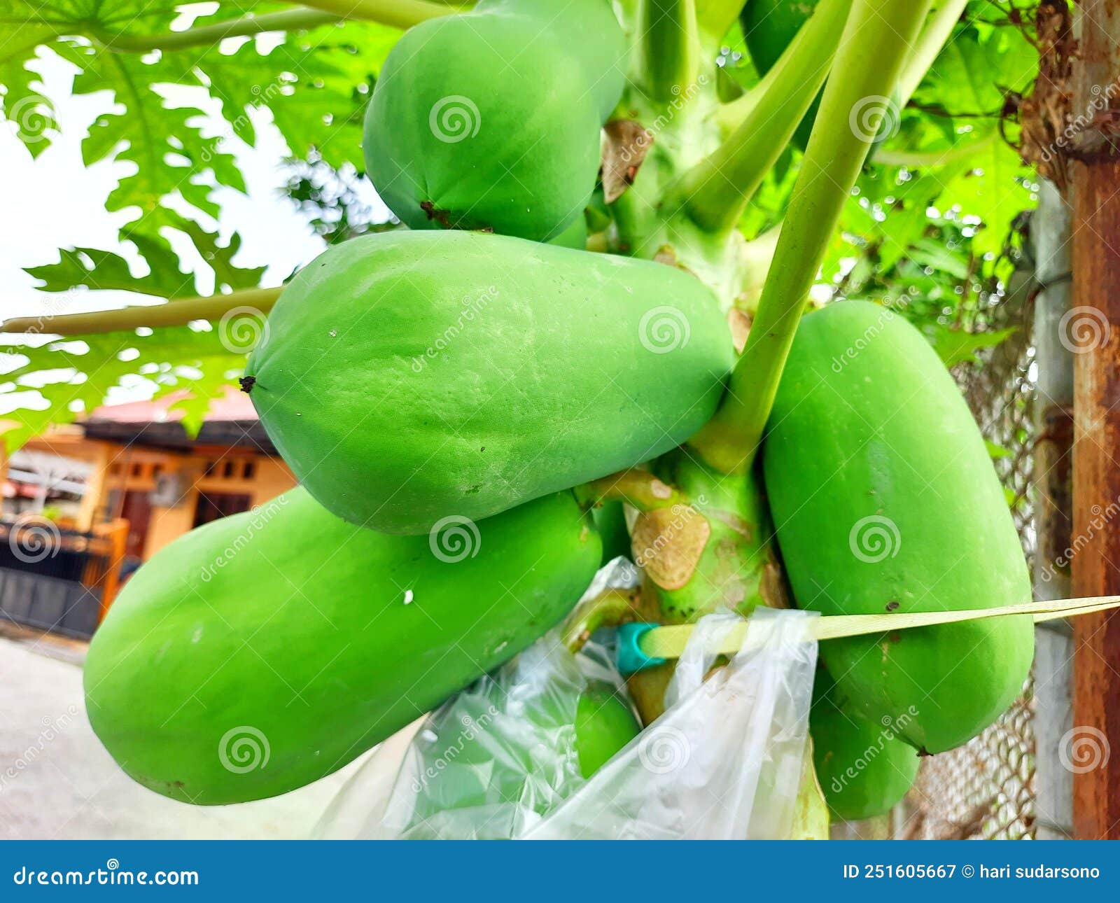 Green Unripe Papaya Fruit in the Garden Stock Image - Image of food ...