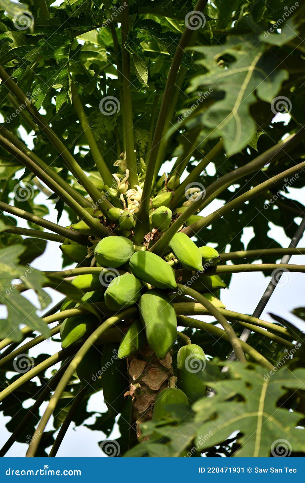 Green and Unripe Papaya on Trees Stock Image - Image of juicy, natural ...