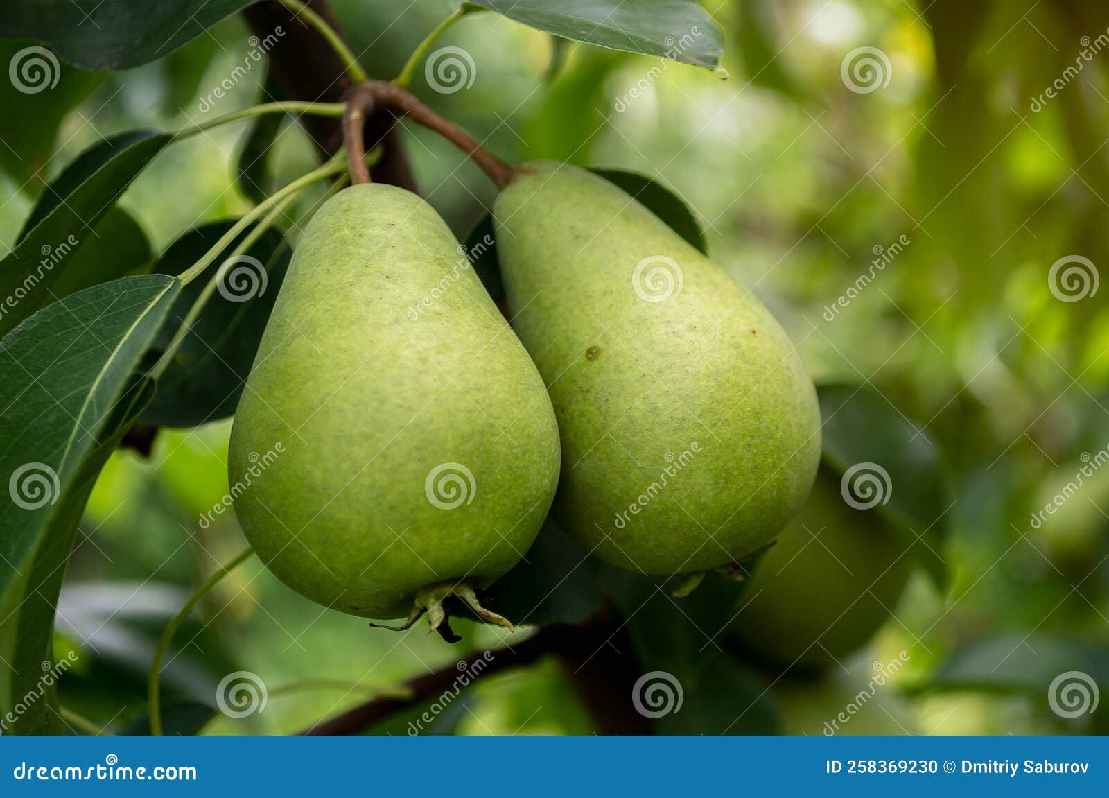 Green Unripe Pears Hang on a Tree Stock Photo - Image of background ...