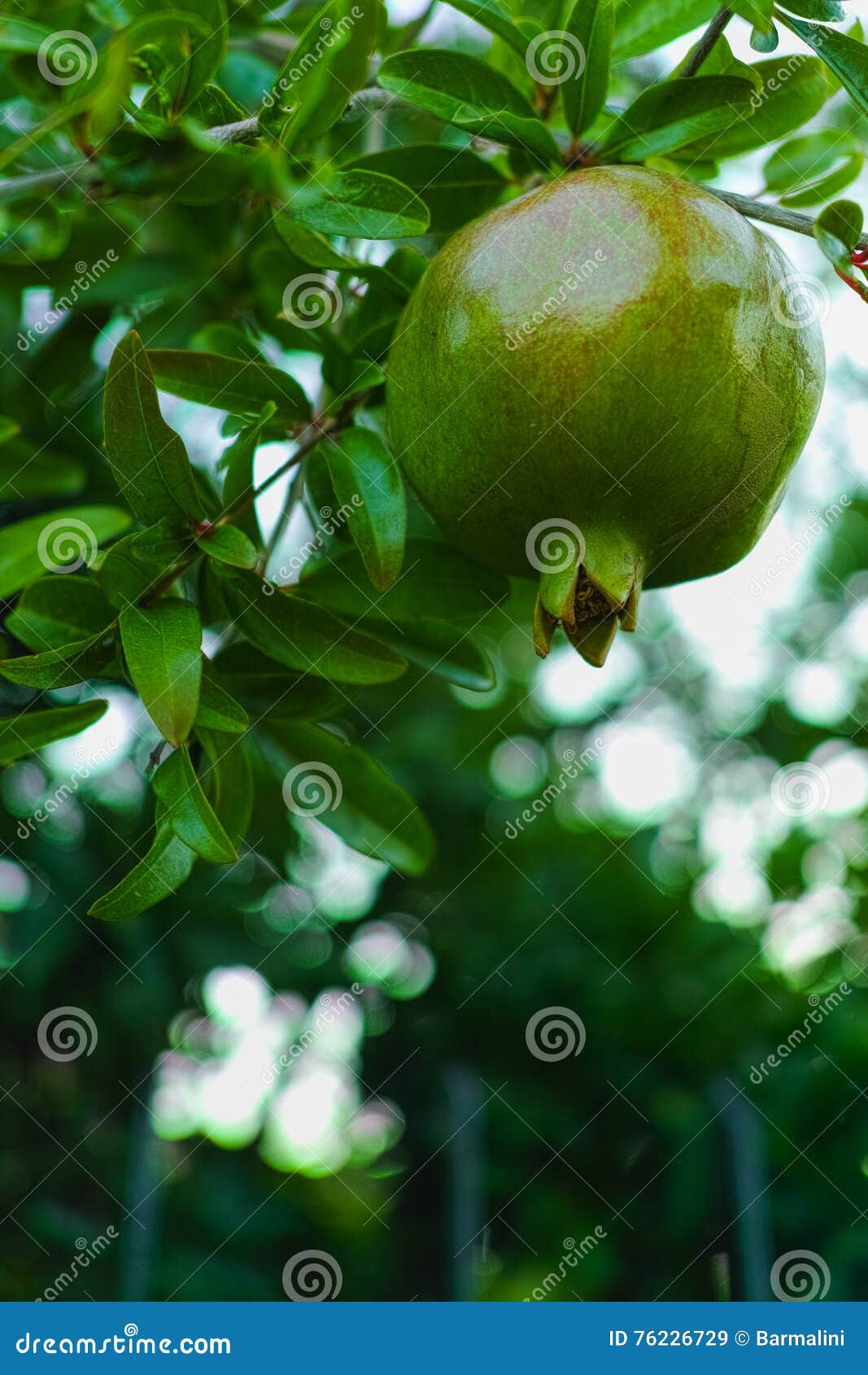 Green Unripe Pomegranates in the Tree Stock Image - Image of food ...
