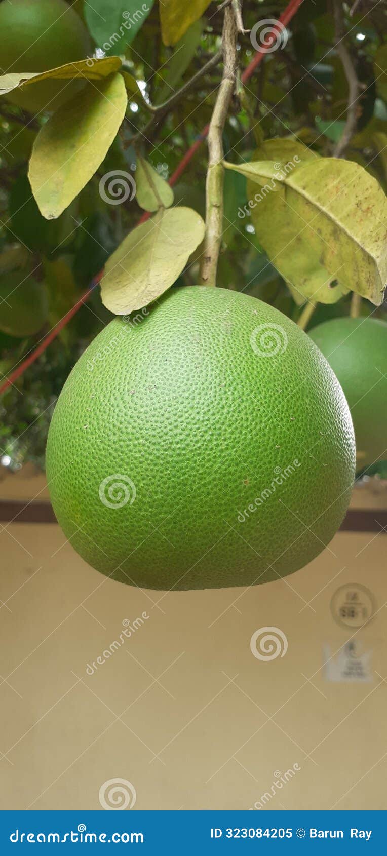 Green Unripe Pomelo Fruit Hanging in the Pomelo Tree Stock Image ...