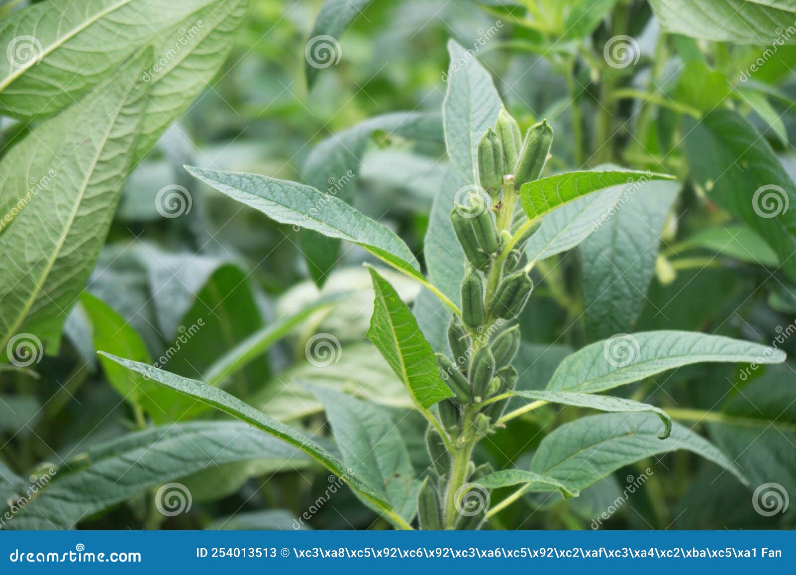 Green Unripe Sesame in Farmland Stock Image - Image of planting, sesame ...