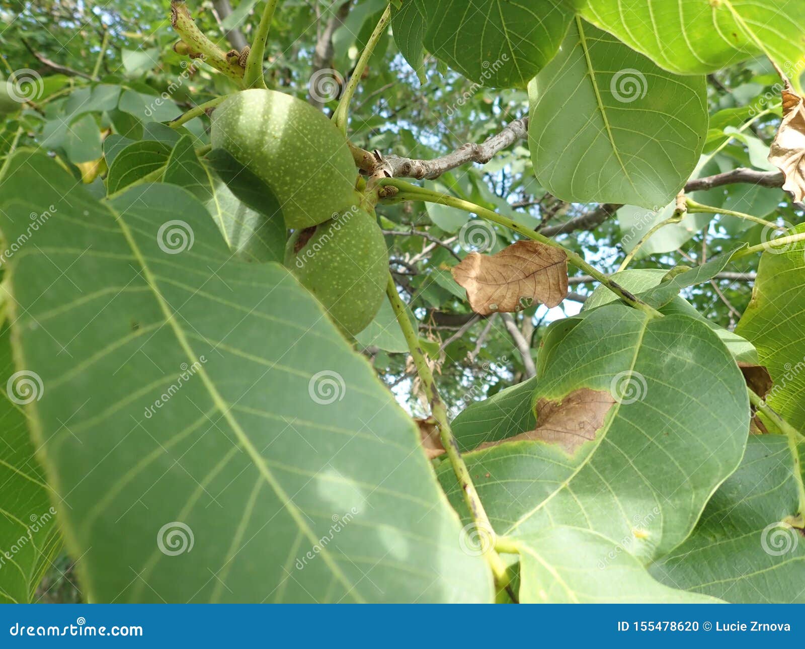 Green Unripe Wallnuts on a Tree Branch Stock Photo - Image of open ...