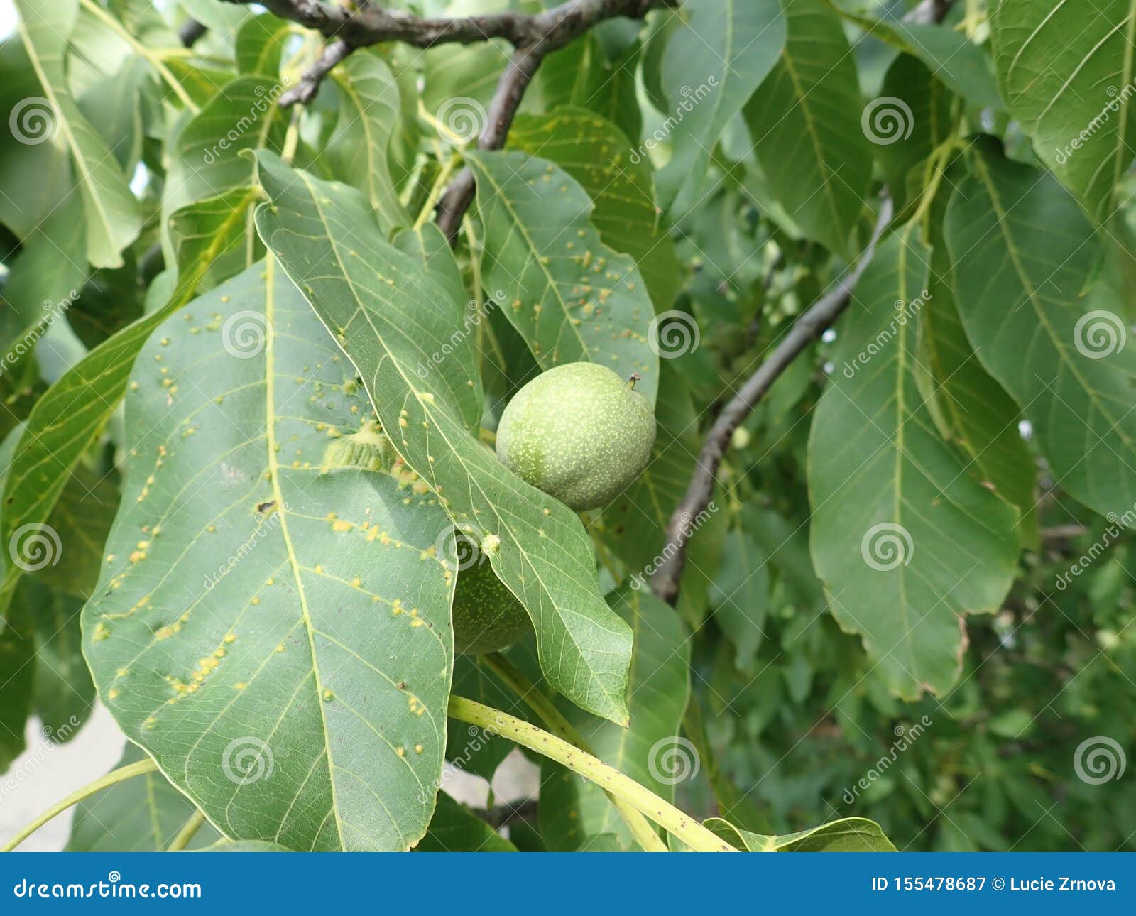 Green Unripe Wallnuts on a Tree Branch Stock Image - Image of green ...
