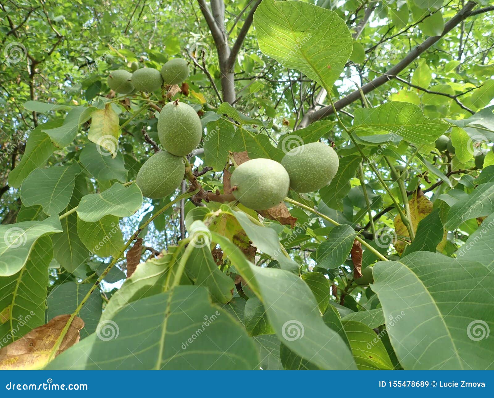 Green Unripe Wallnuts on a Tree Branch Stock Image - Image of nutrition ...