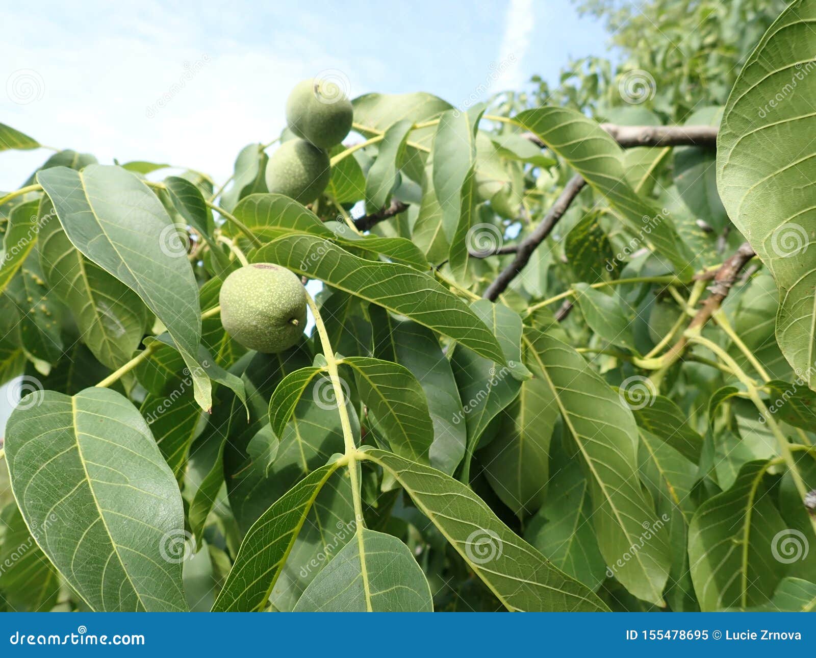 Green Unripe Wallnuts on a Tree Branch Stock Image - Image of nutshell ...