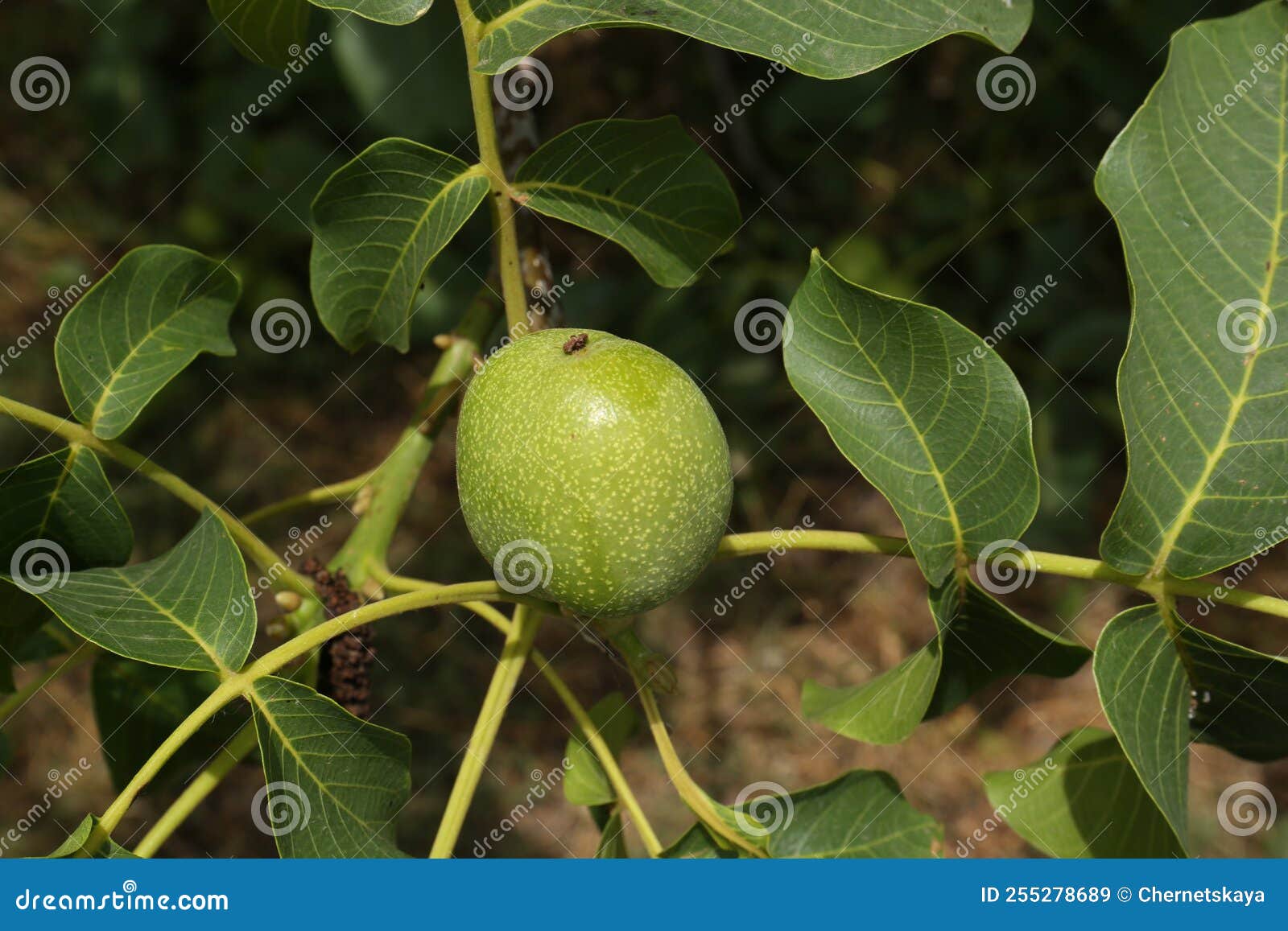 Green Unripe Walnut on Tree Branch Outdoors, Closeup Stock Image ...