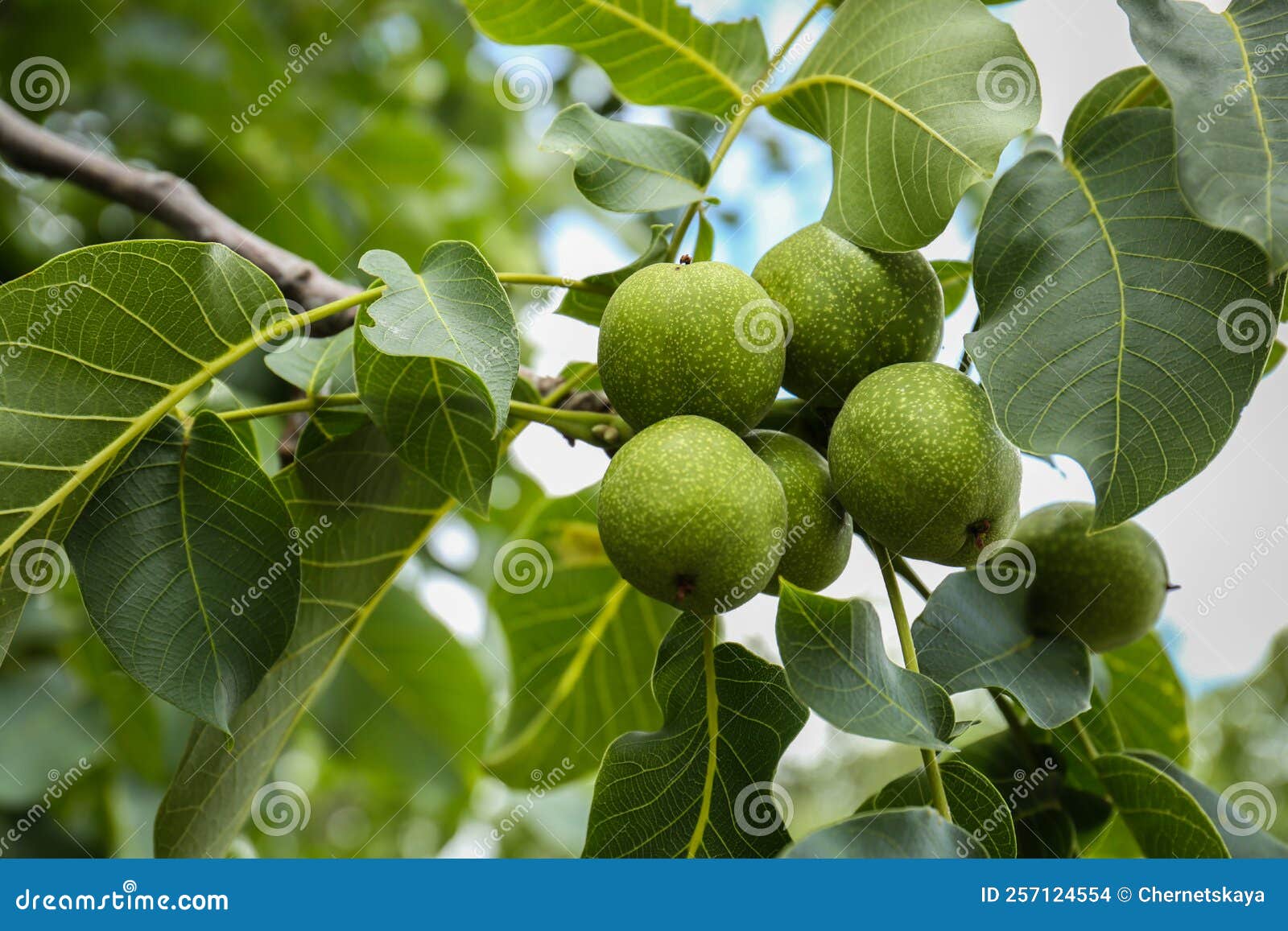 Green Unripe Walnuts on Tree Branch Outdoors Stock Photo - Image of ...