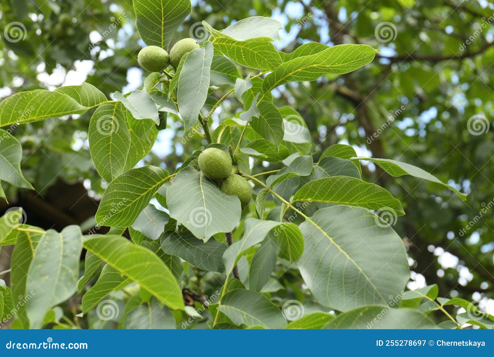 Green Unripe Walnuts on Tree Branch Outdoors, Bottom View Stock Image ...