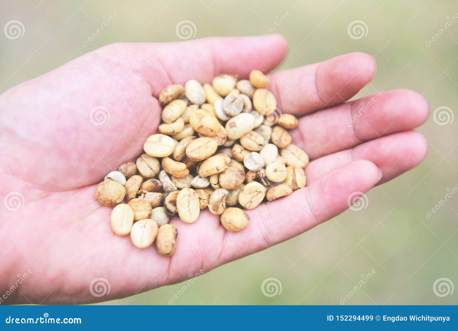 Green Unroasted Coffee Beans on Hand - Raw Coffee Beans Stock Image ...