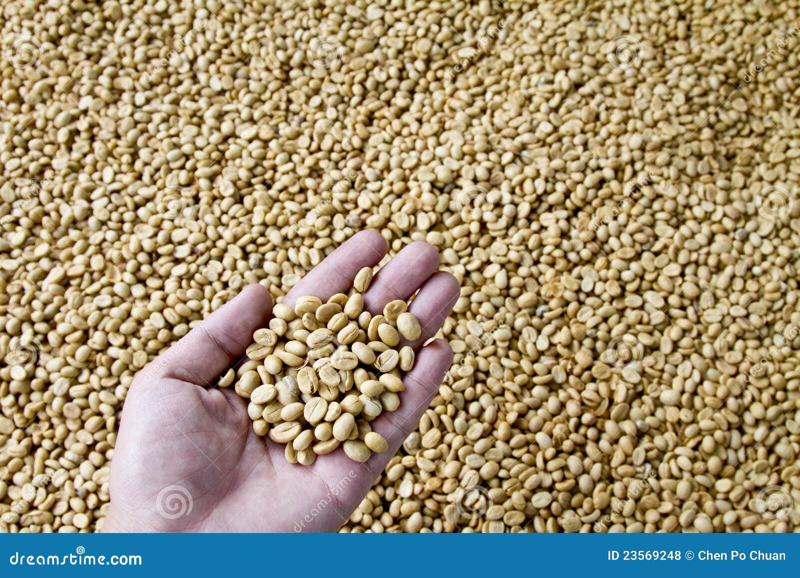 Green Unroasted Coffee Beans in My Hand Stock Photo - Image of hand ...