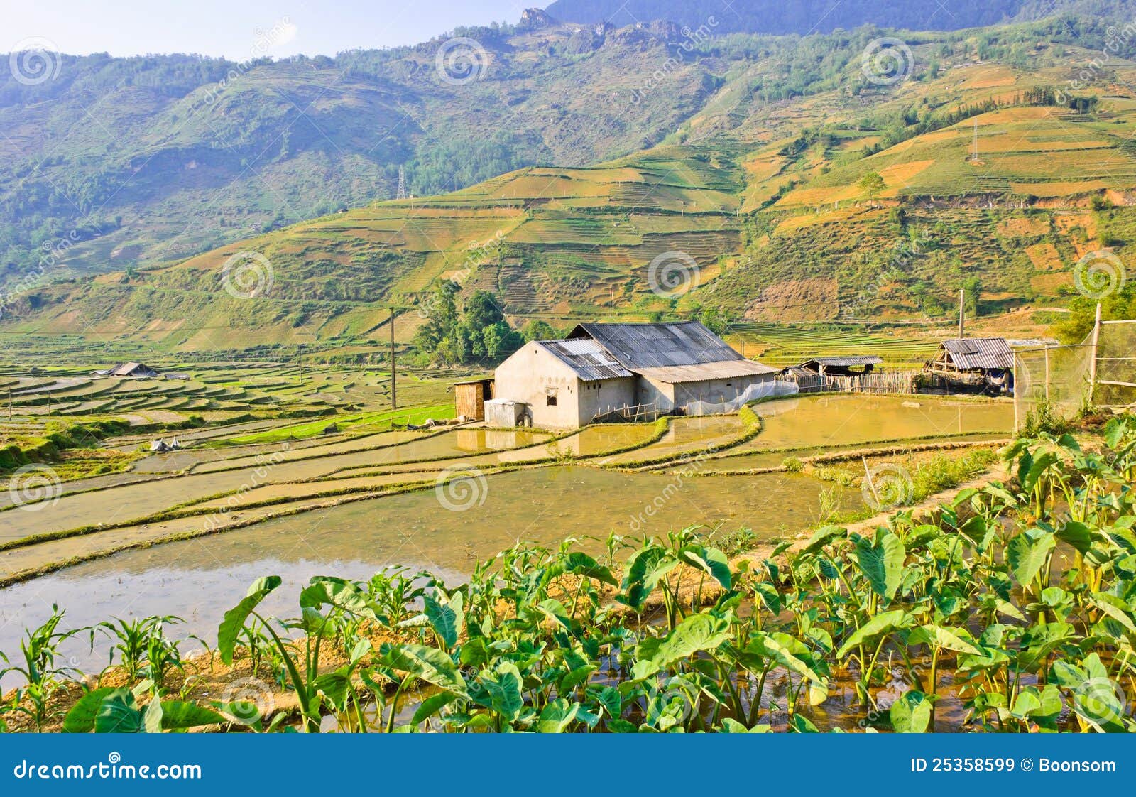 Green valley rice crops stock image. Image of rural, cultivation - 25358599