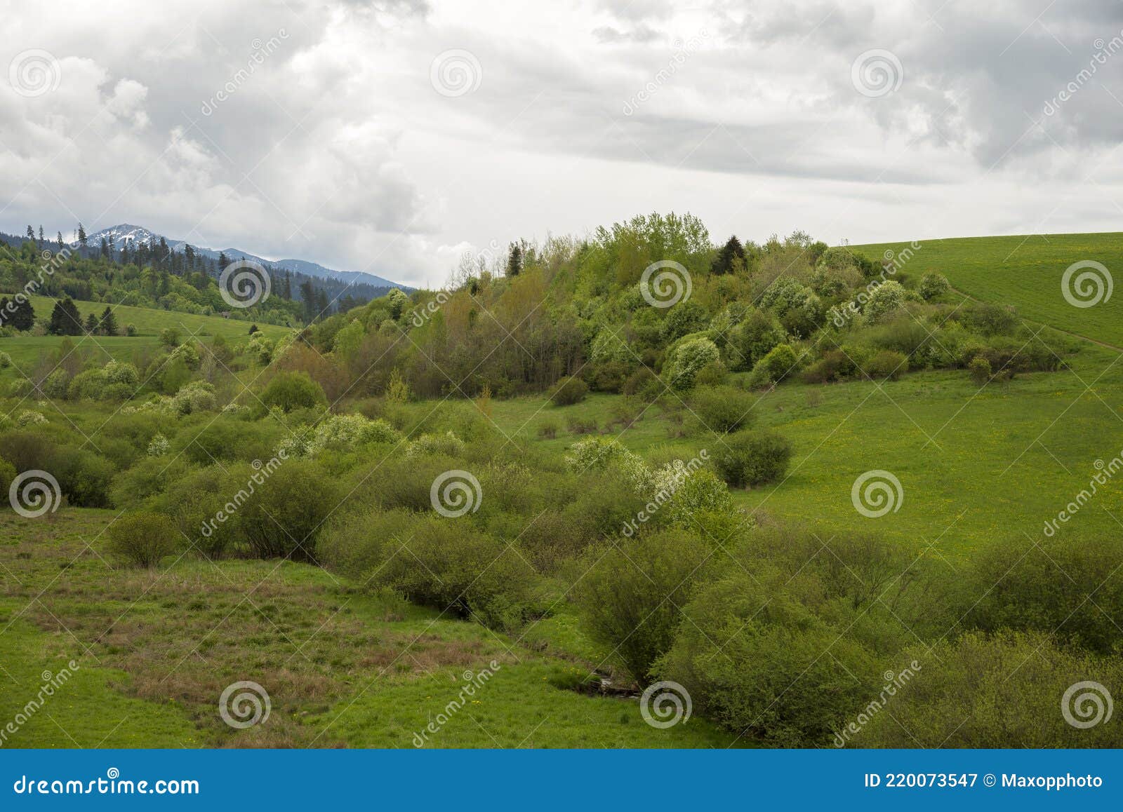 Green Valley in the Spring. Meadow and Field with Trees Stock Image ...