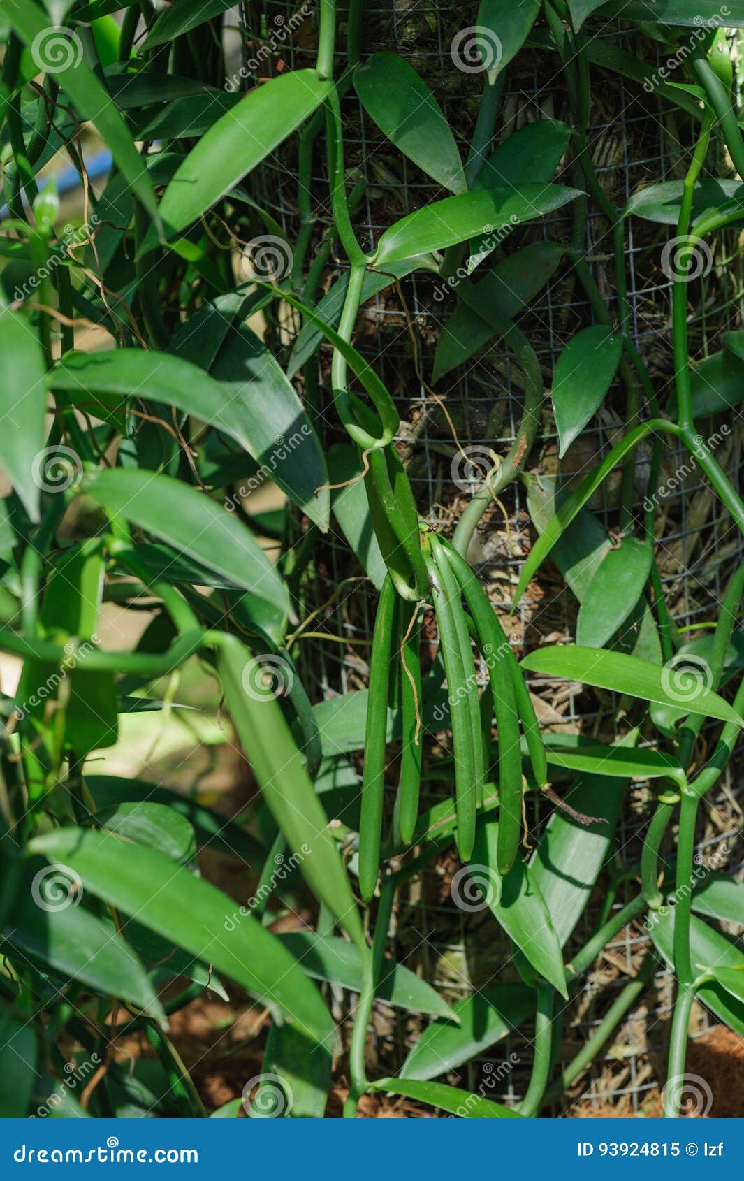 Green Vanilla Plants at Garden Stock Image - Image of growth, fruit ...
