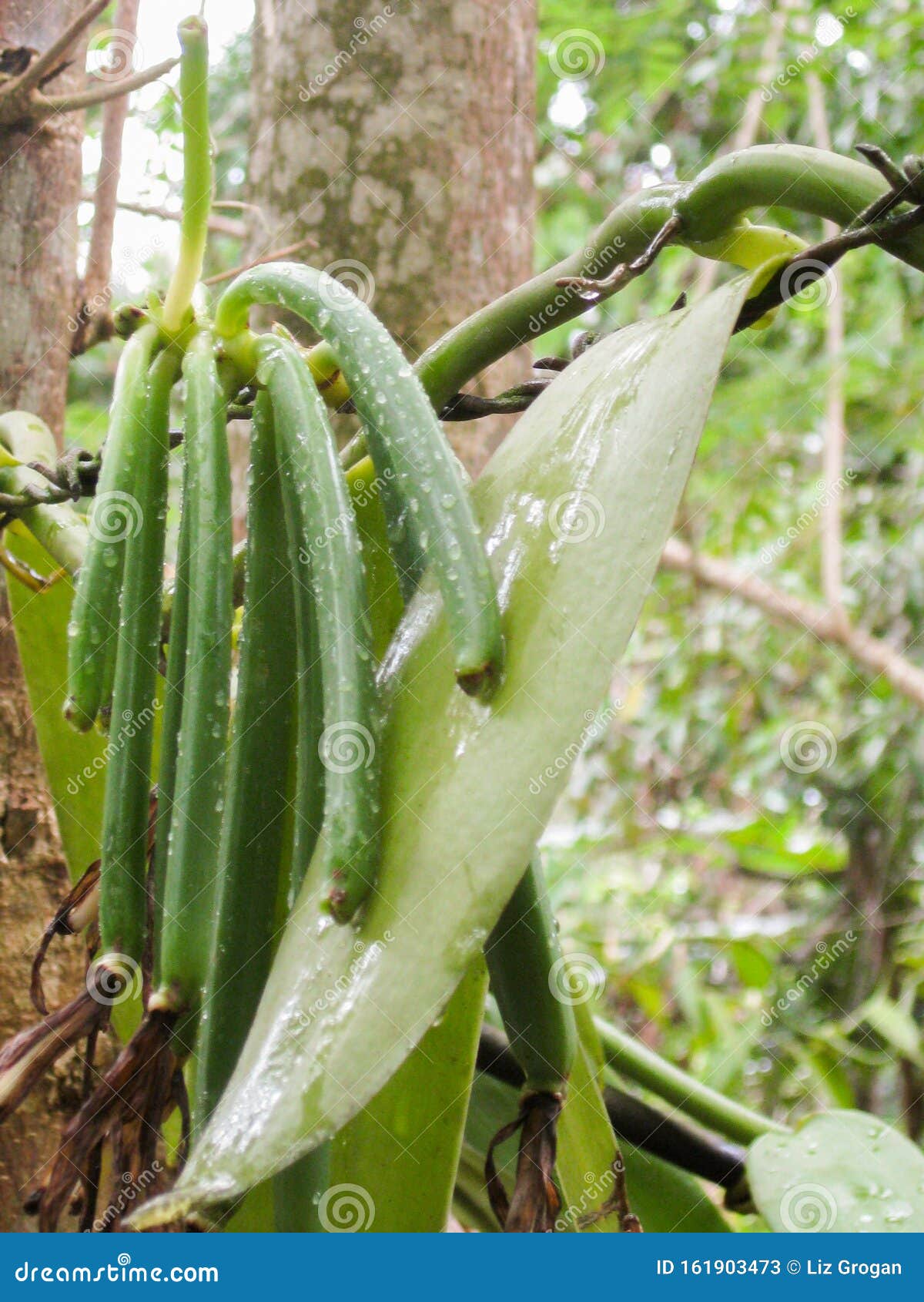 Green Vanilla Pods on a Plant before Harvest on a Farm in Zanzibar ...