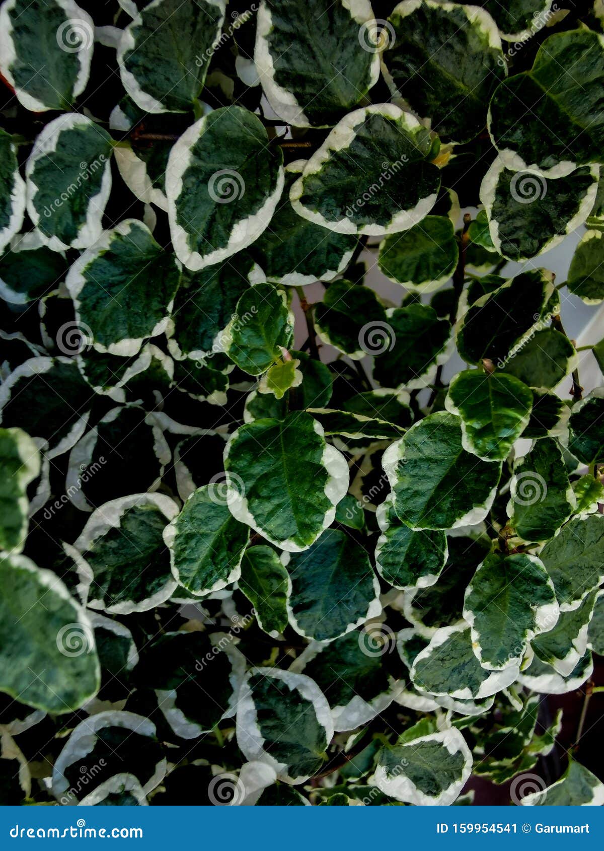 Green Variegata Leaves at Dawn Stock Image - Image of growth, beautiful ...