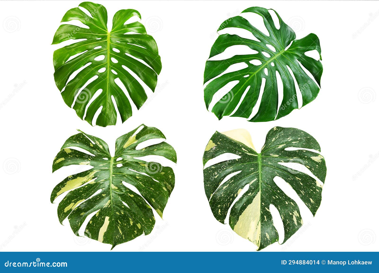 Green and Variegated Monstera Leaves on White Background with Clipping ...