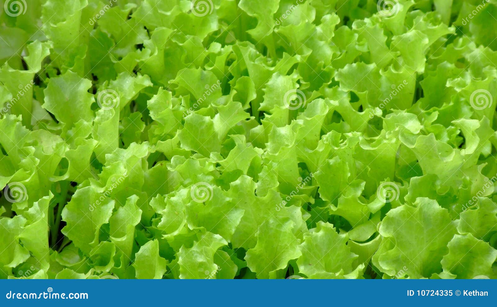 Green Vegetable Leaves Of Dasheen, Eddo, Colocasia Esculenta Or Taro ...