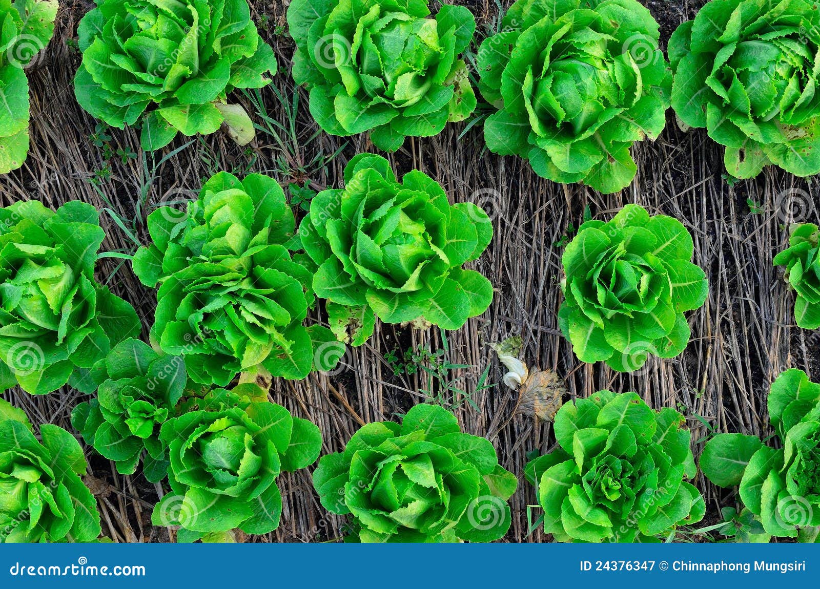Green Vegetable Leaves Of Dasheen, Eddo, Colocasia Esculenta Or Taro ...