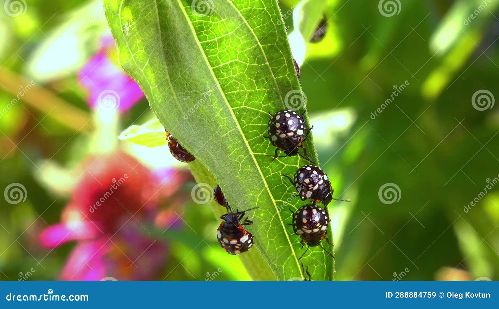 Green Vegetable Bug (Nezara Viridula), Third Instar, Young Bed Bugs on ...