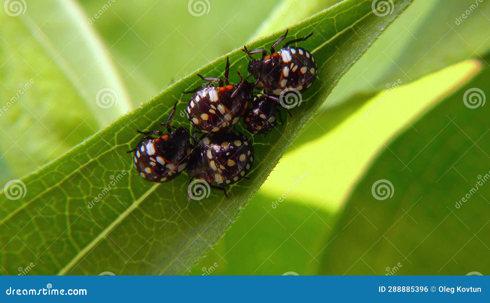 Green Vegetable Bug (Nezara Viridula), Third Instar, Young Bed Bugs on ...