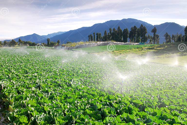Green vegetable farm. stock image. Image of kale, emerald - 12222029