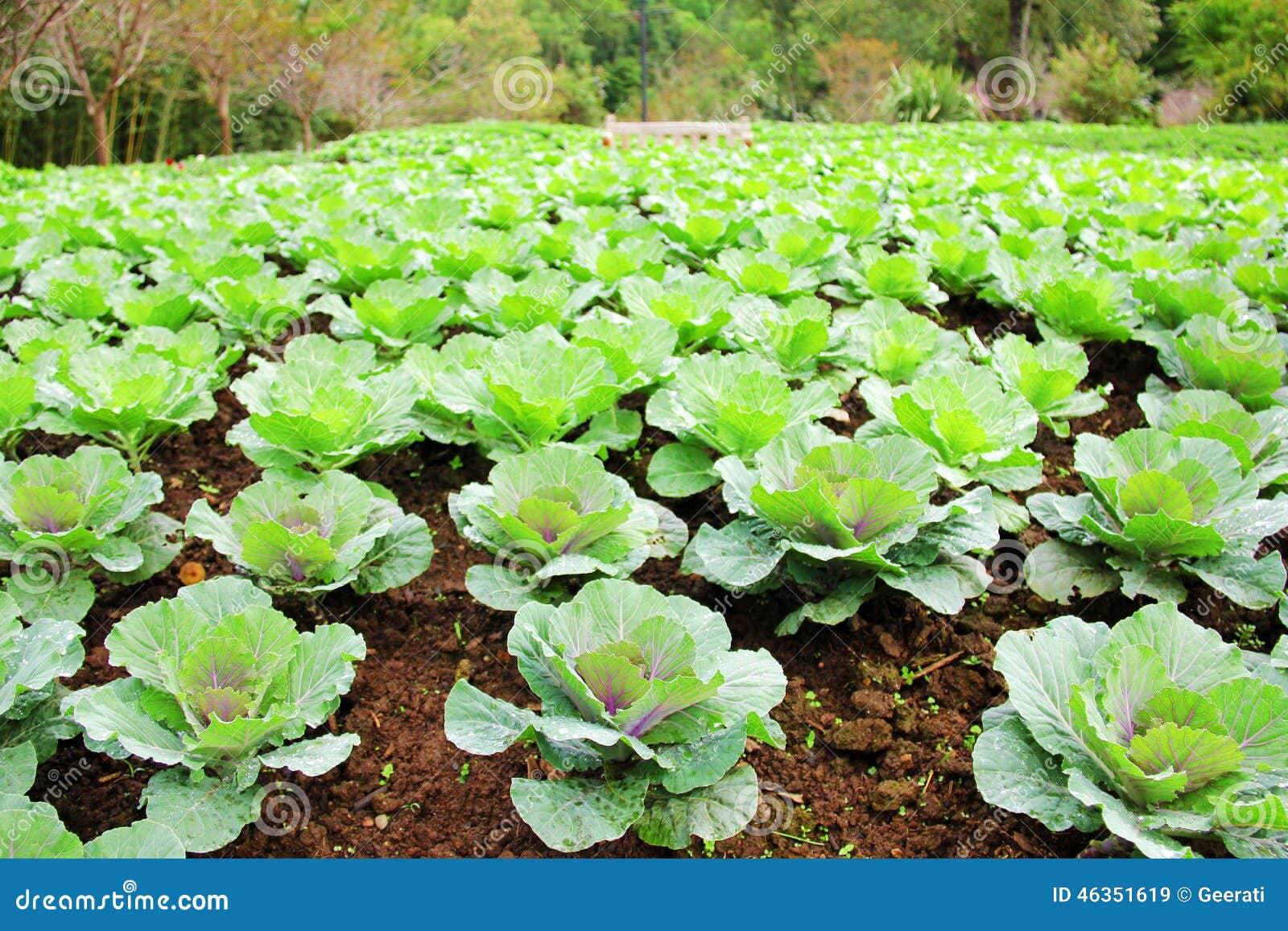 Green vegetable farm stock image. Image of soil, land - 46351619