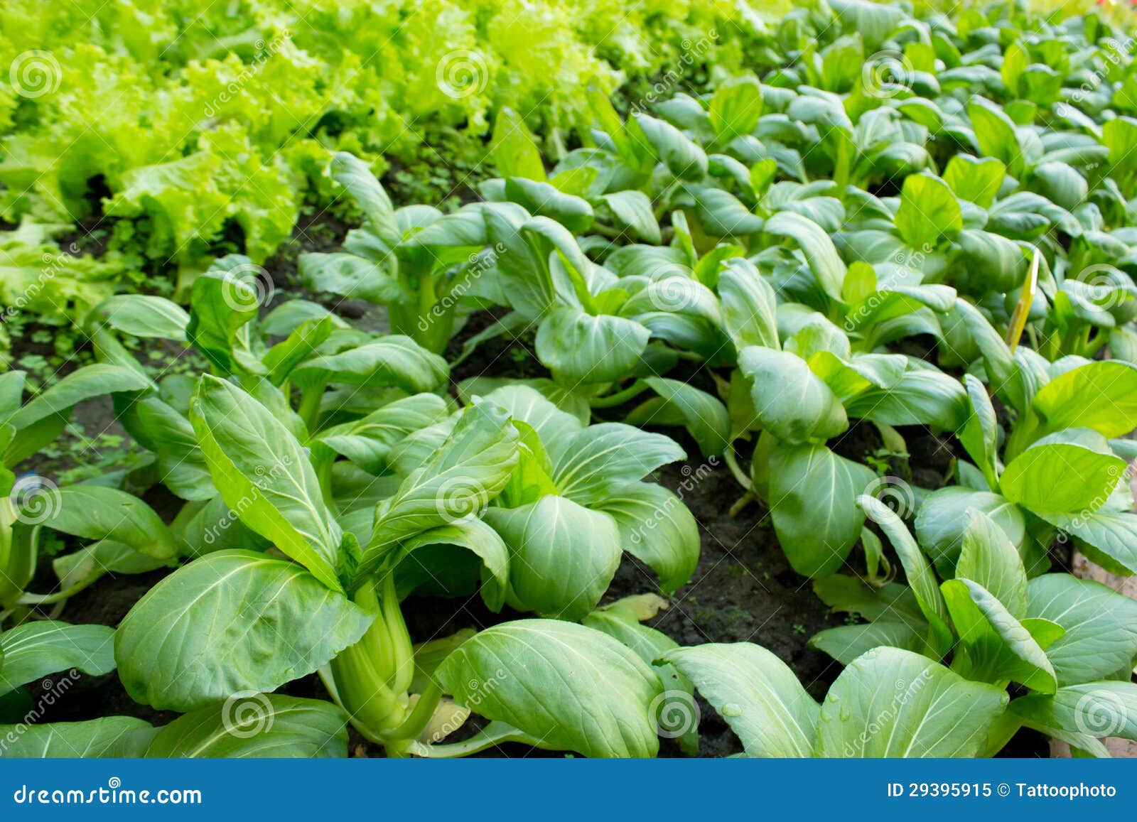 Green vegetable farming stock image. Image of health - 29395915