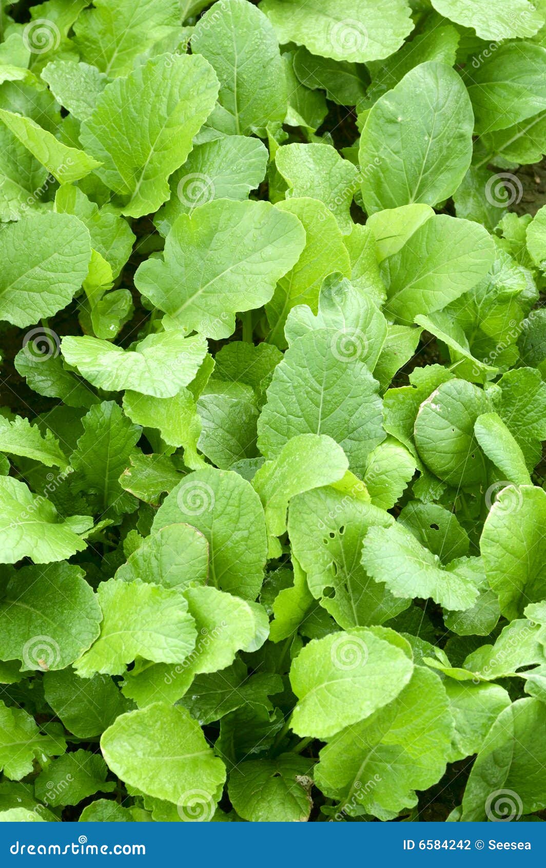 Green vegetable in field stock photo. Image of green, vegetarian - 6584242