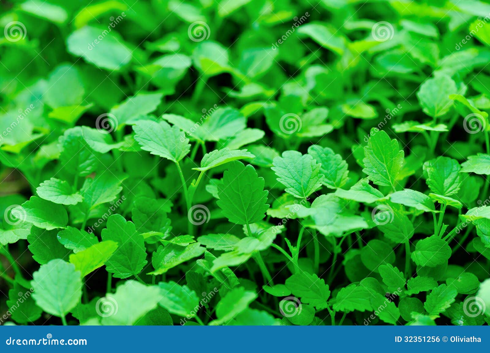 Green vegetable field stock photo. Image of farming, growing - 32351256