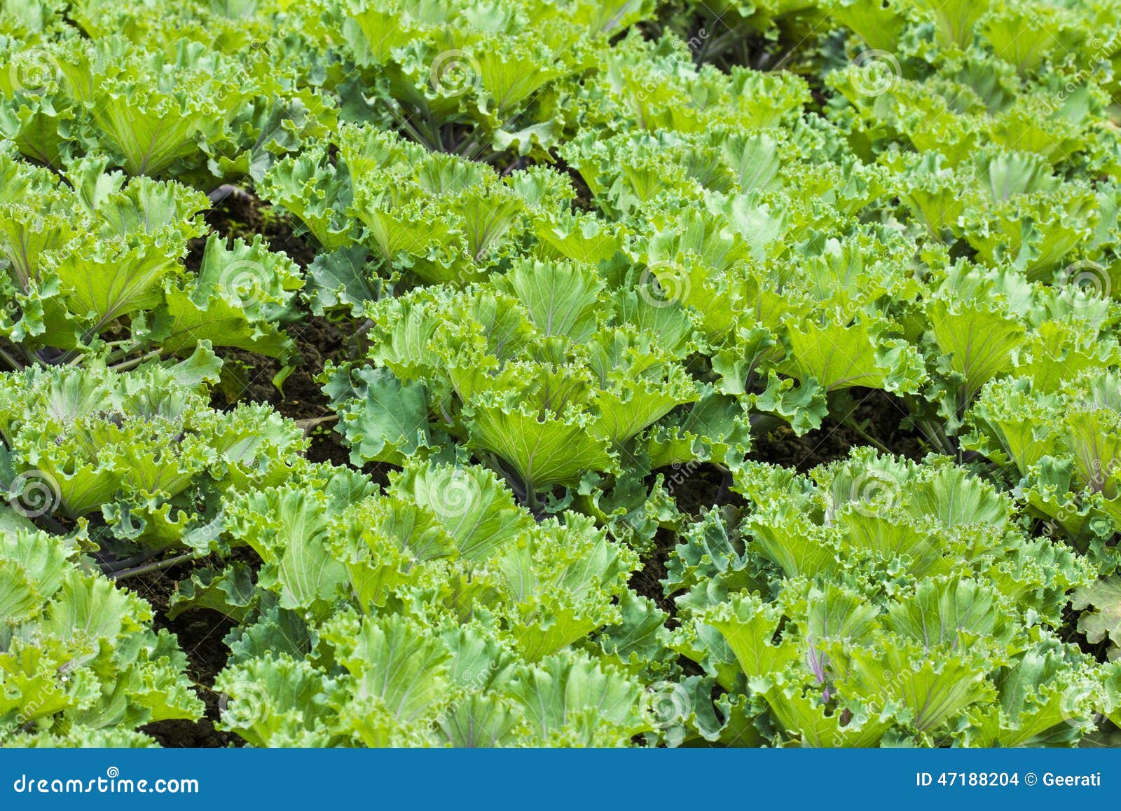 Green vegetable field stock photo. Image of leaves, dieting - 47188204