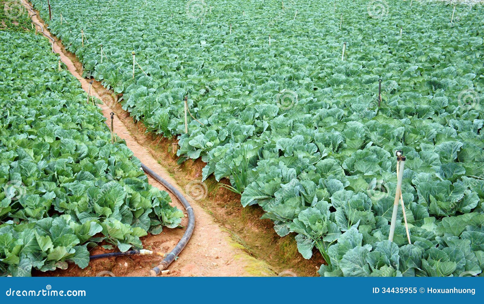 Green vegetable field stock image. Image of garden, dirt - 34435955