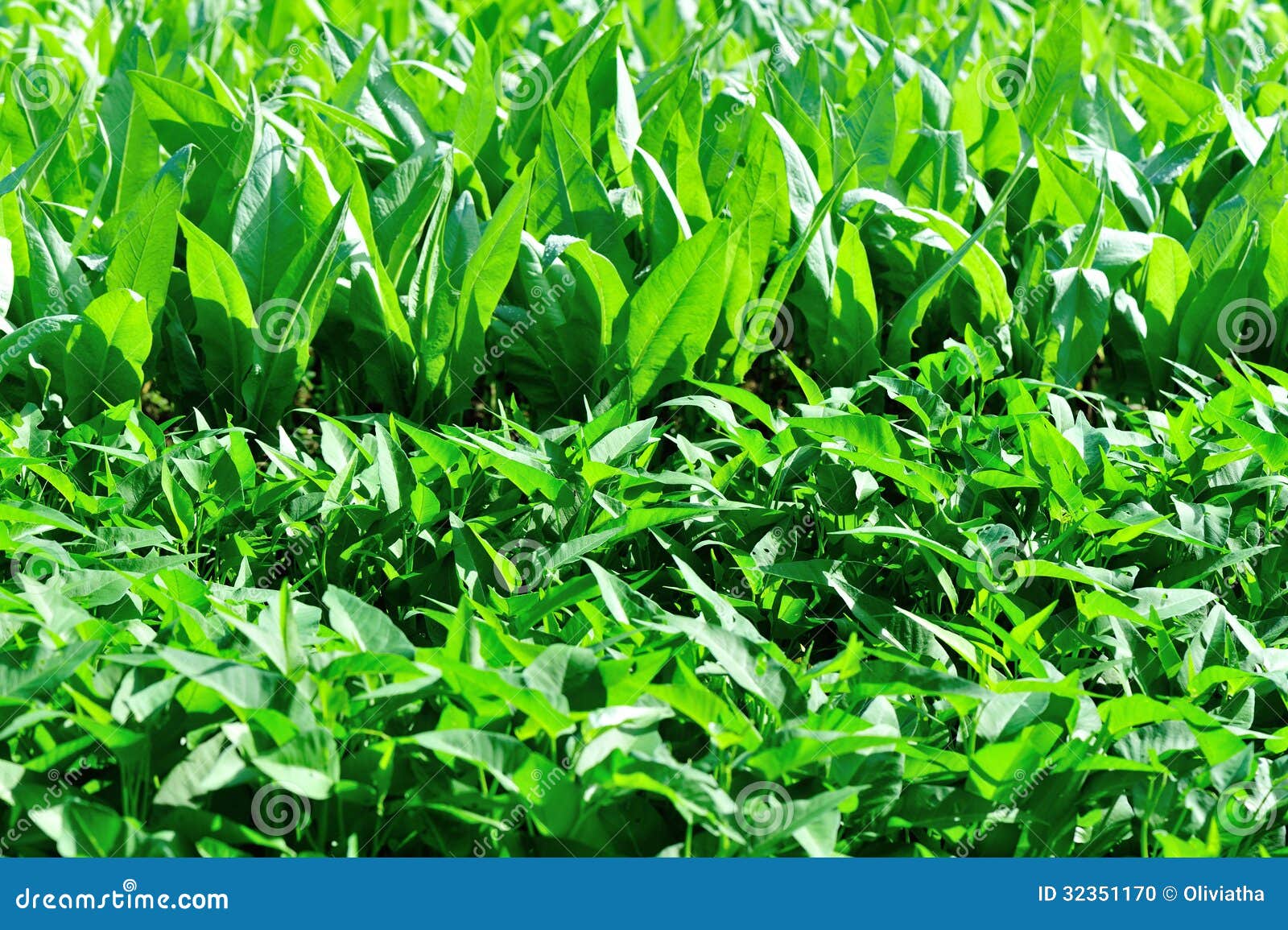 Green vegetable field stock photo. Image of seasonal - 32351170