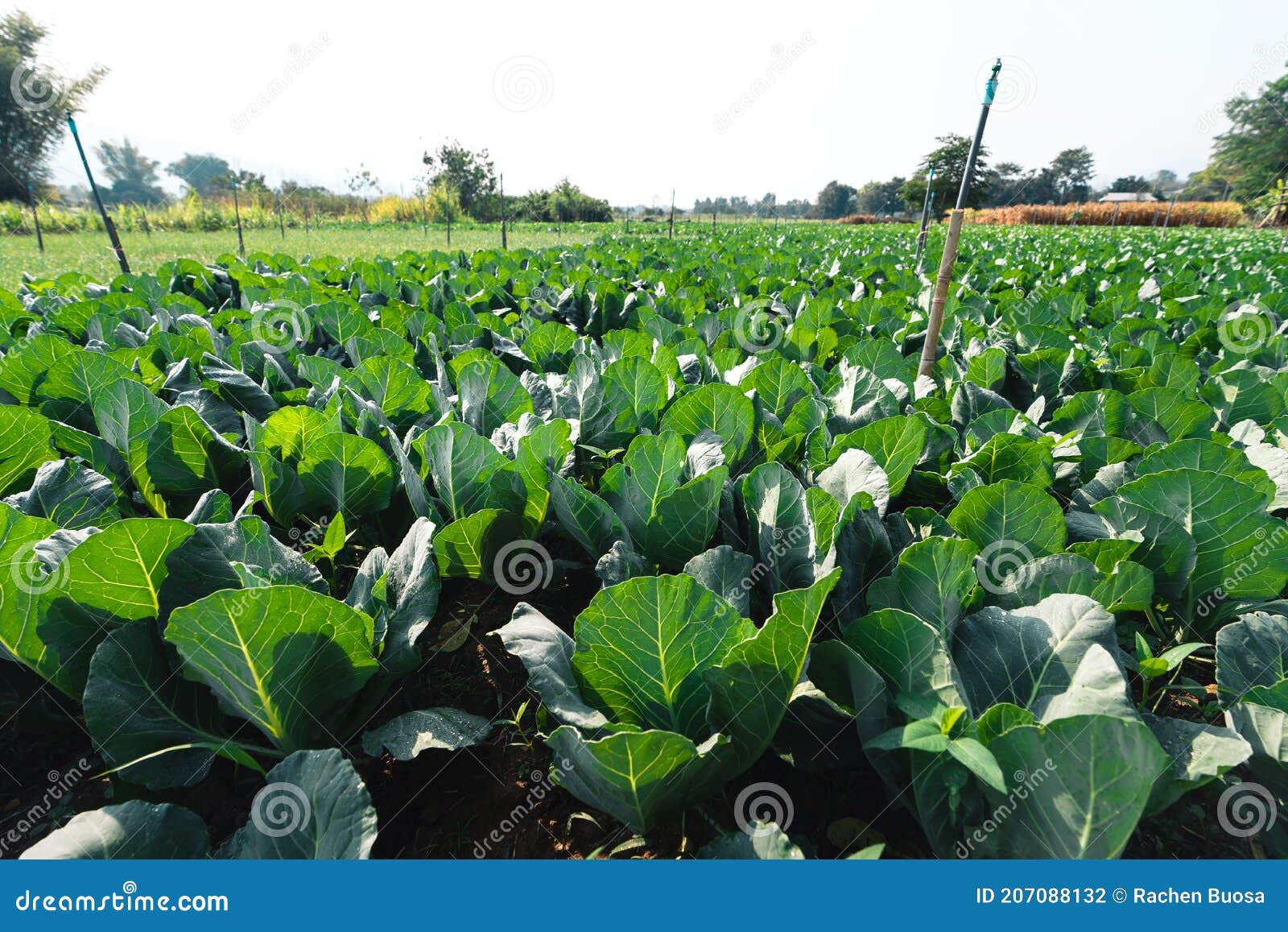 Green Vegetable Fields on an Outdoor Farm Nature Stock Photo - Image of ...