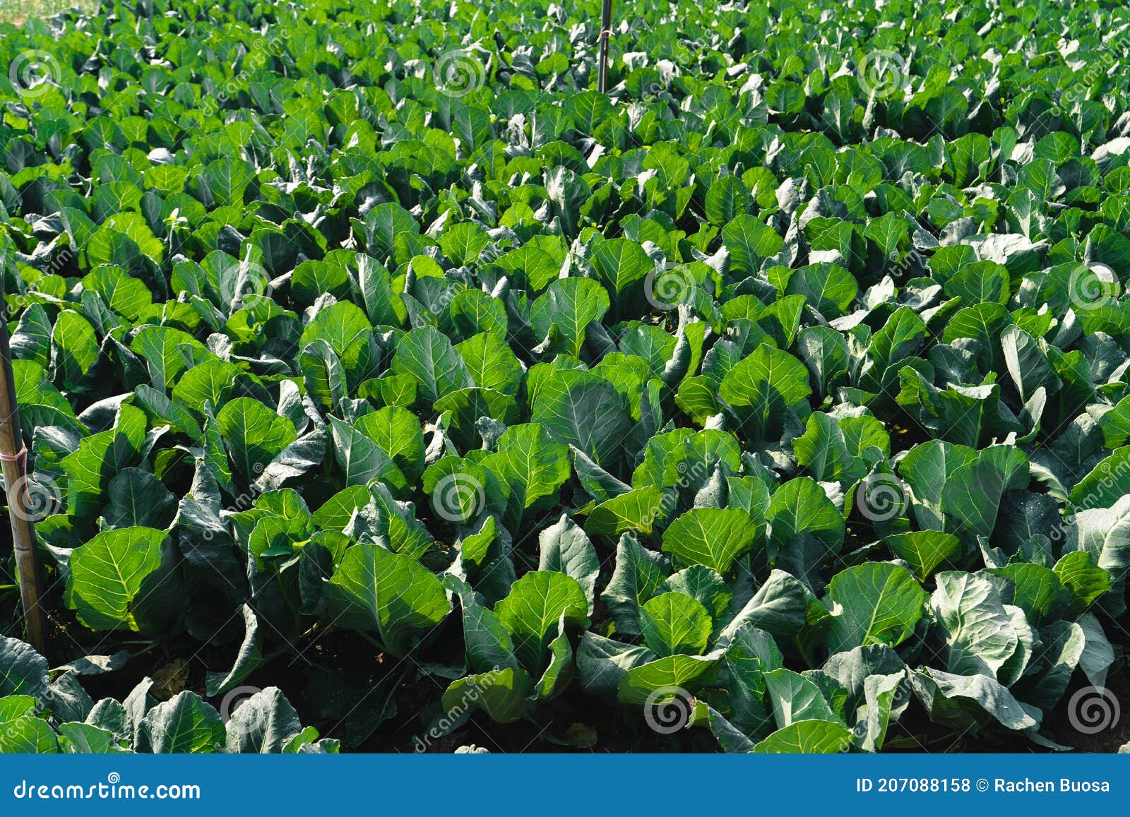 Green Vegetable Fields on an Outdoor Farm Nature Stock Photo - Image of ...