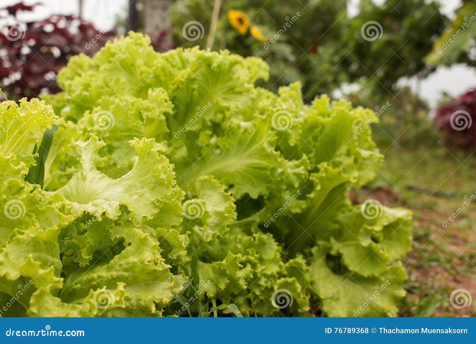 Green vegetable in graden stock photo. Image of cooking - 76789368