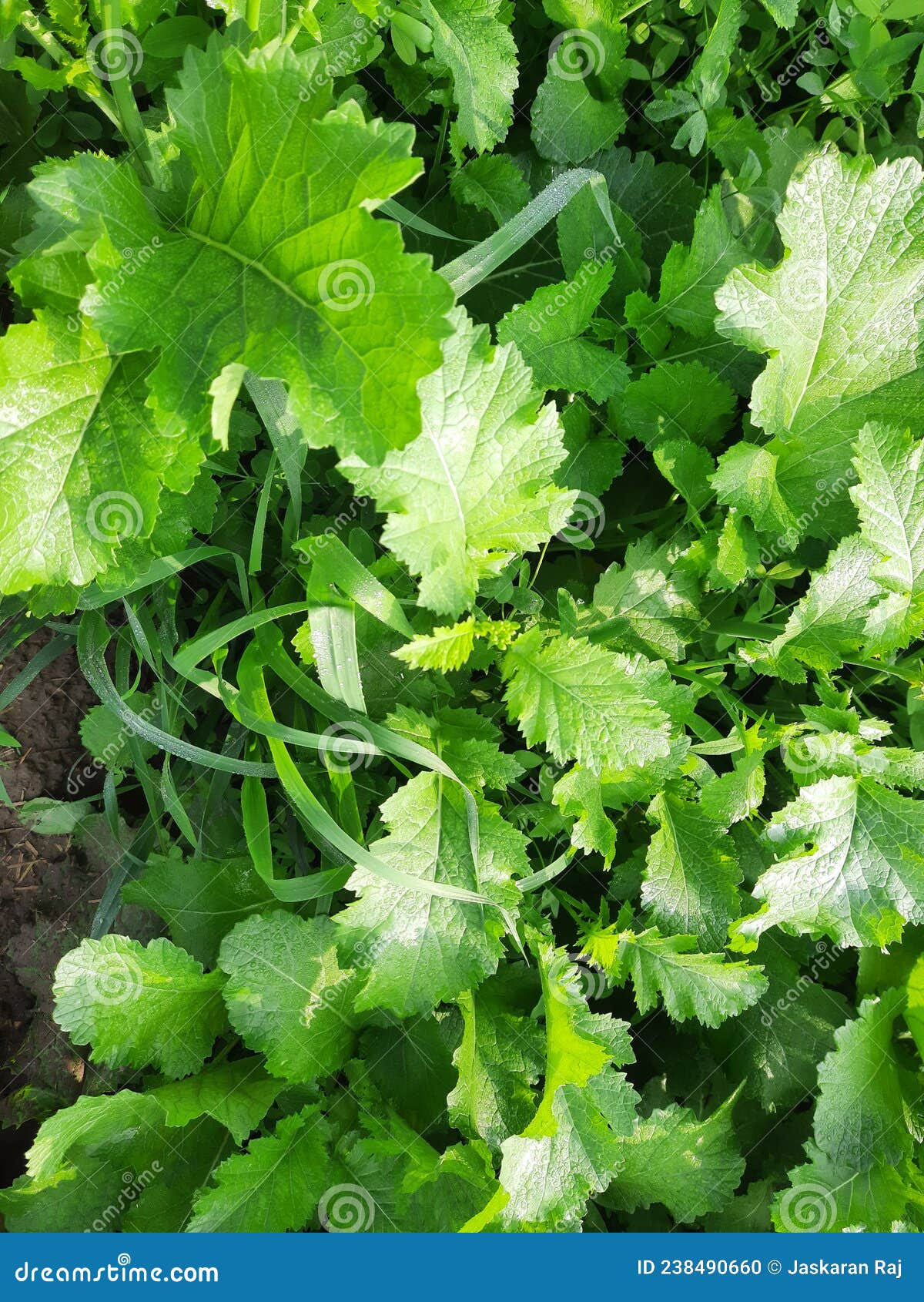 Green Vegetable Leaf stock photo. Image of vegetable - 238490660