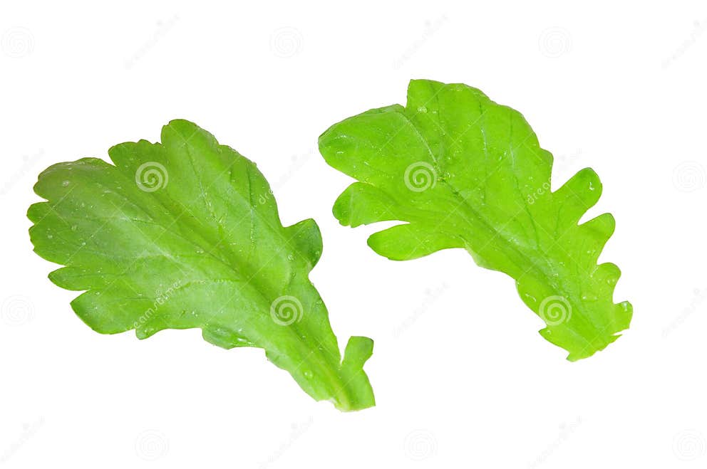 Green vegetable leave stock photo. Image of food, parsley - 22889082