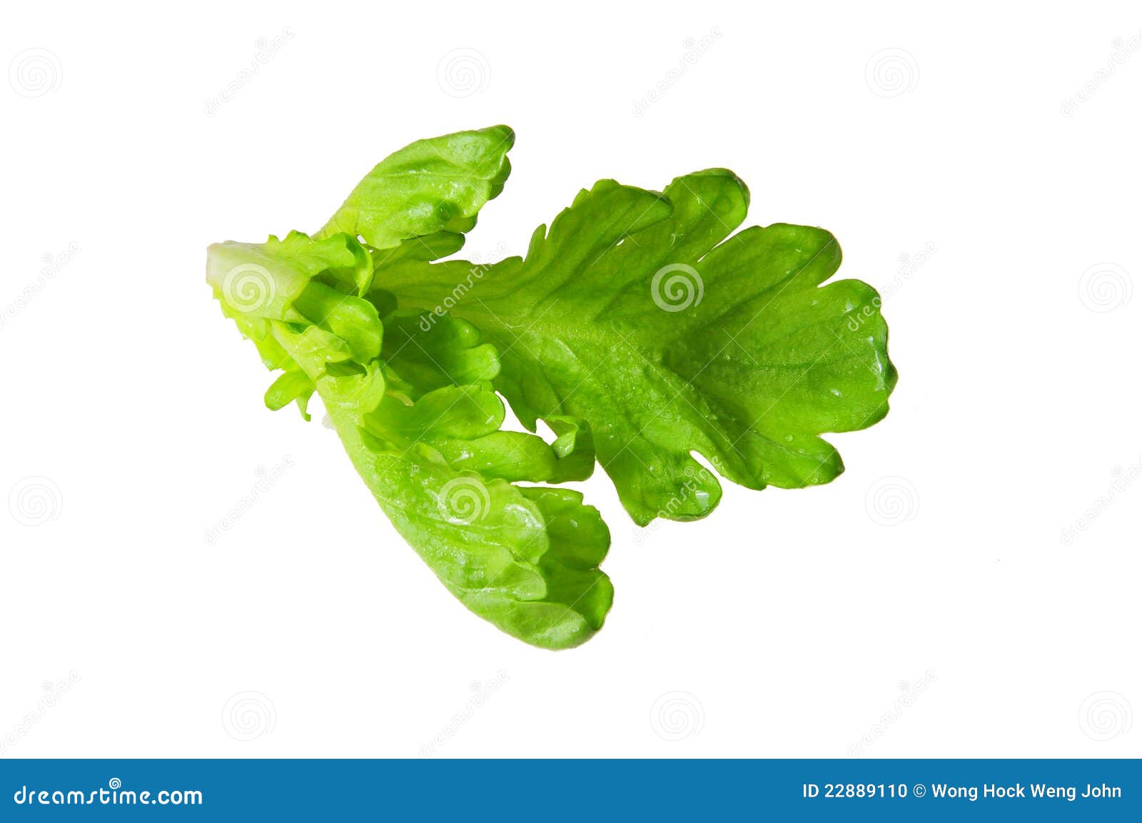 Green vegetable leave stock photo. Image of vegetables - 22889110