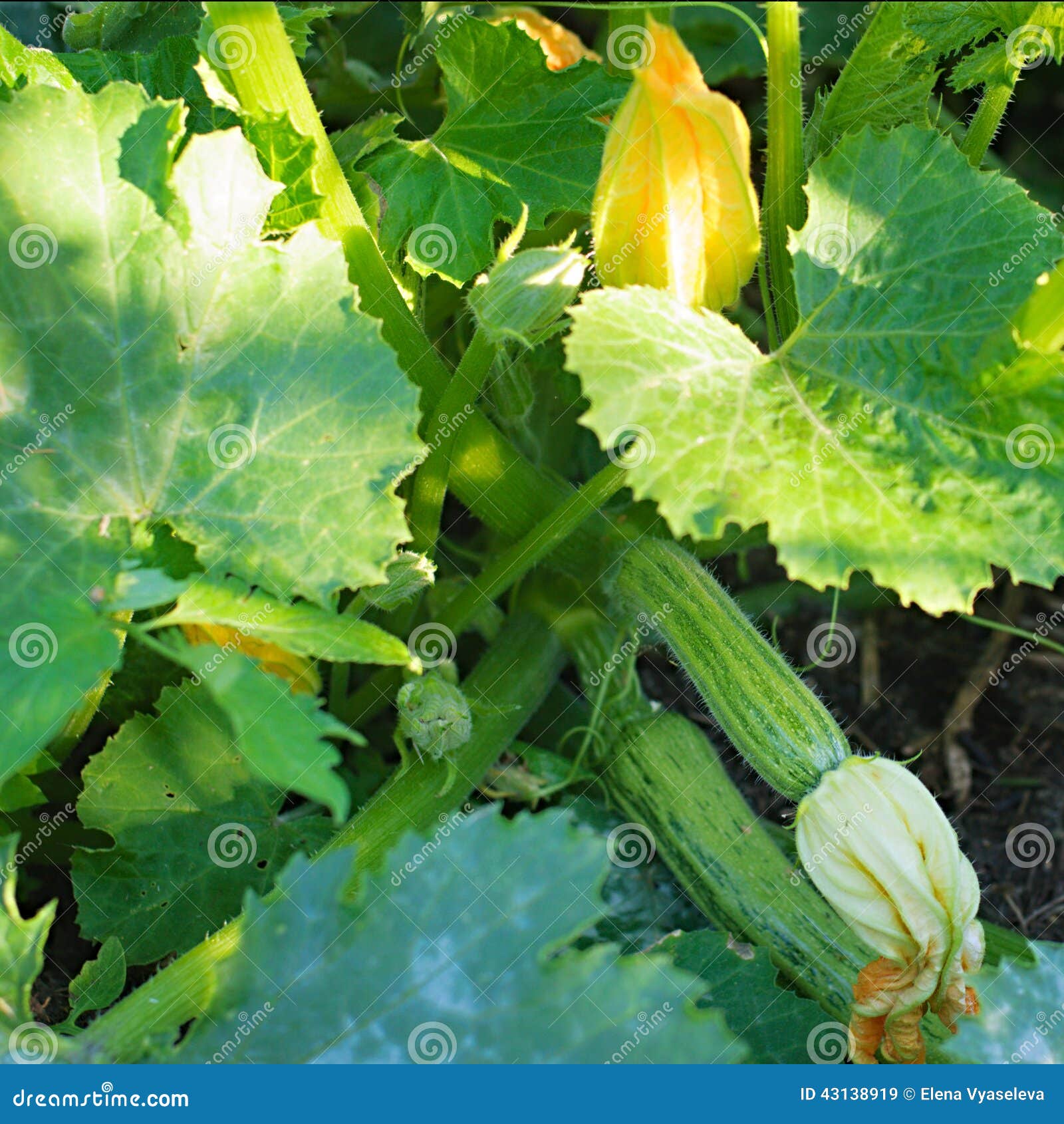 Green vegetable marrow stock image. Image of marrow, growth - 43138919