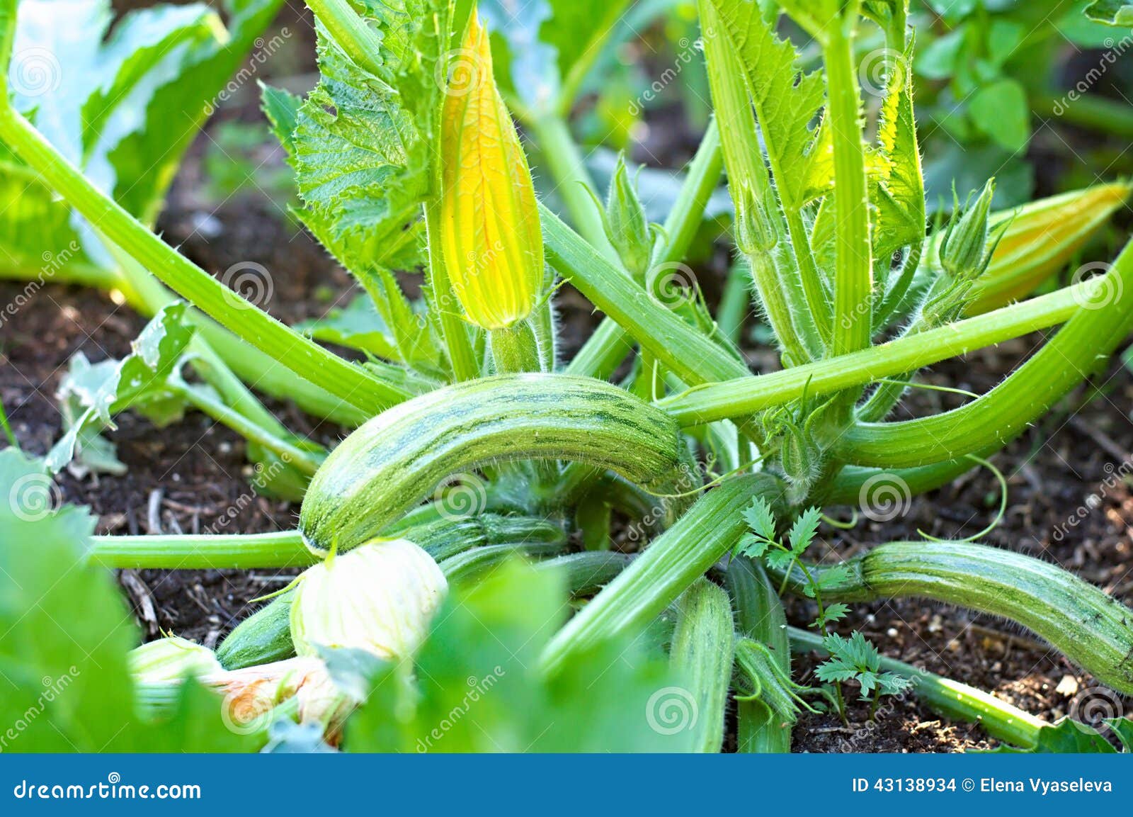 Green Vegetable Marrow Growing Stock Photo - Image of growing, nature ...