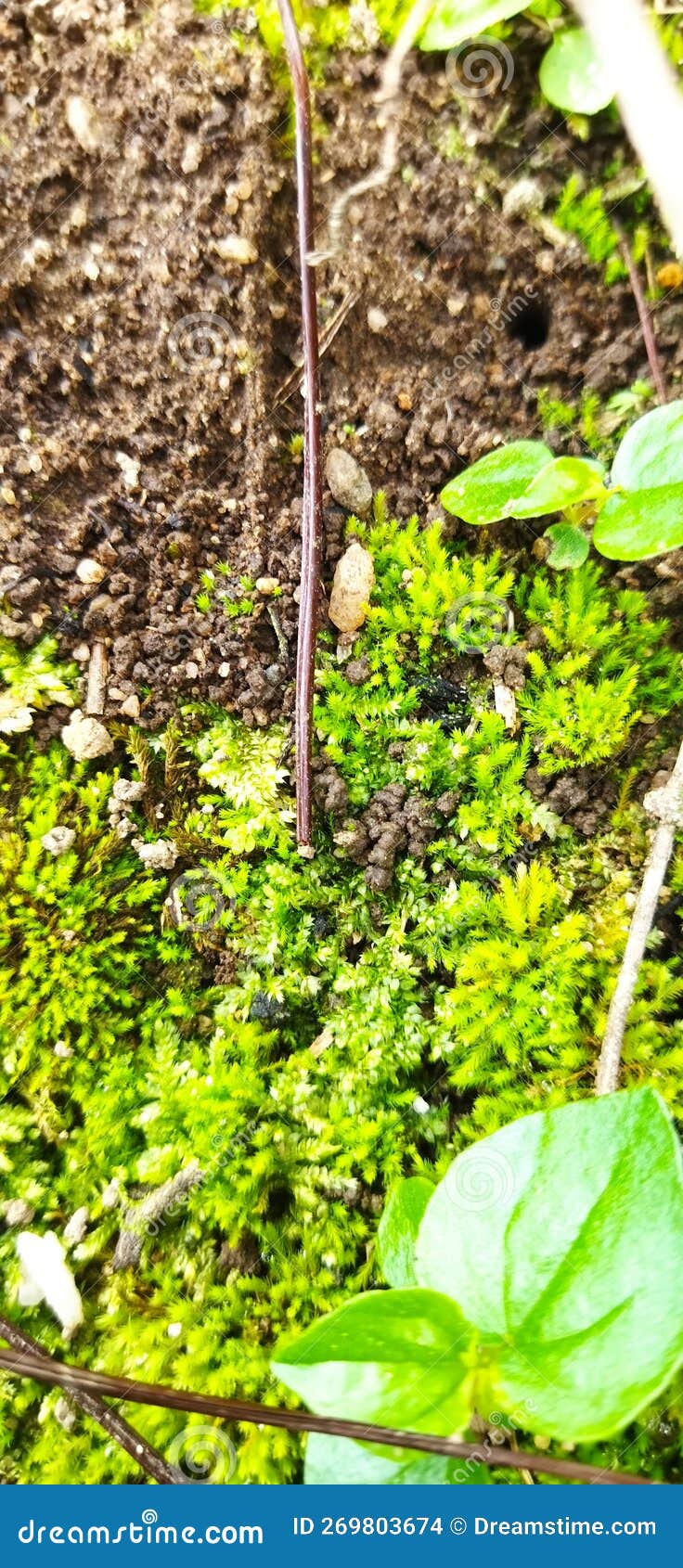 Green Vegetable Natural Forest Grass Stock Photo - Image of vegetable ...