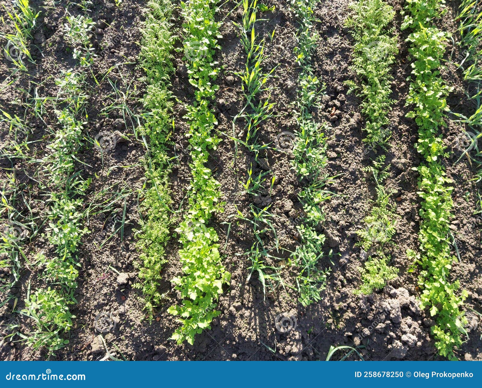 Green Vegetable Plants in a Rural Garden Stock Photo - Image of ...