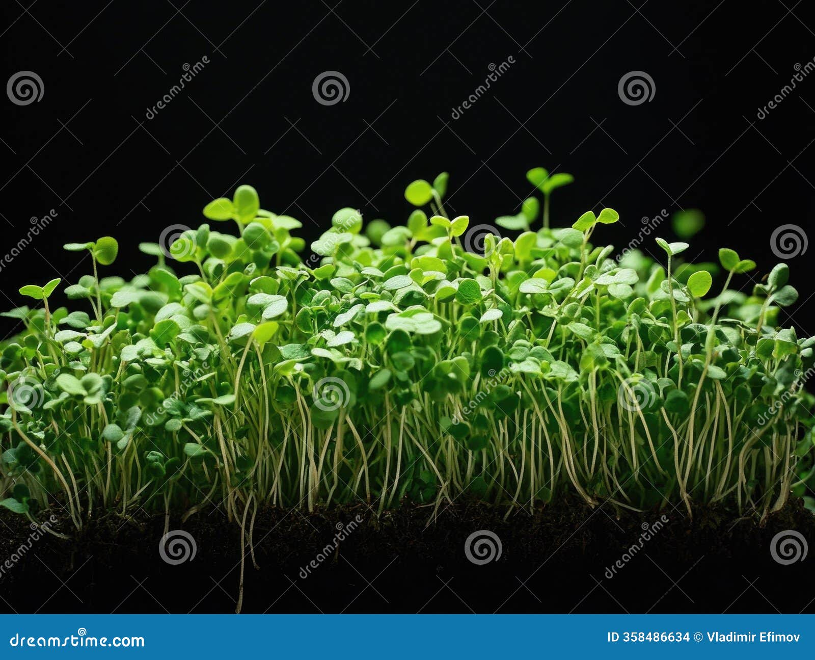 Green Vegetable Sprouts stock photo. Image of generated - 358486634