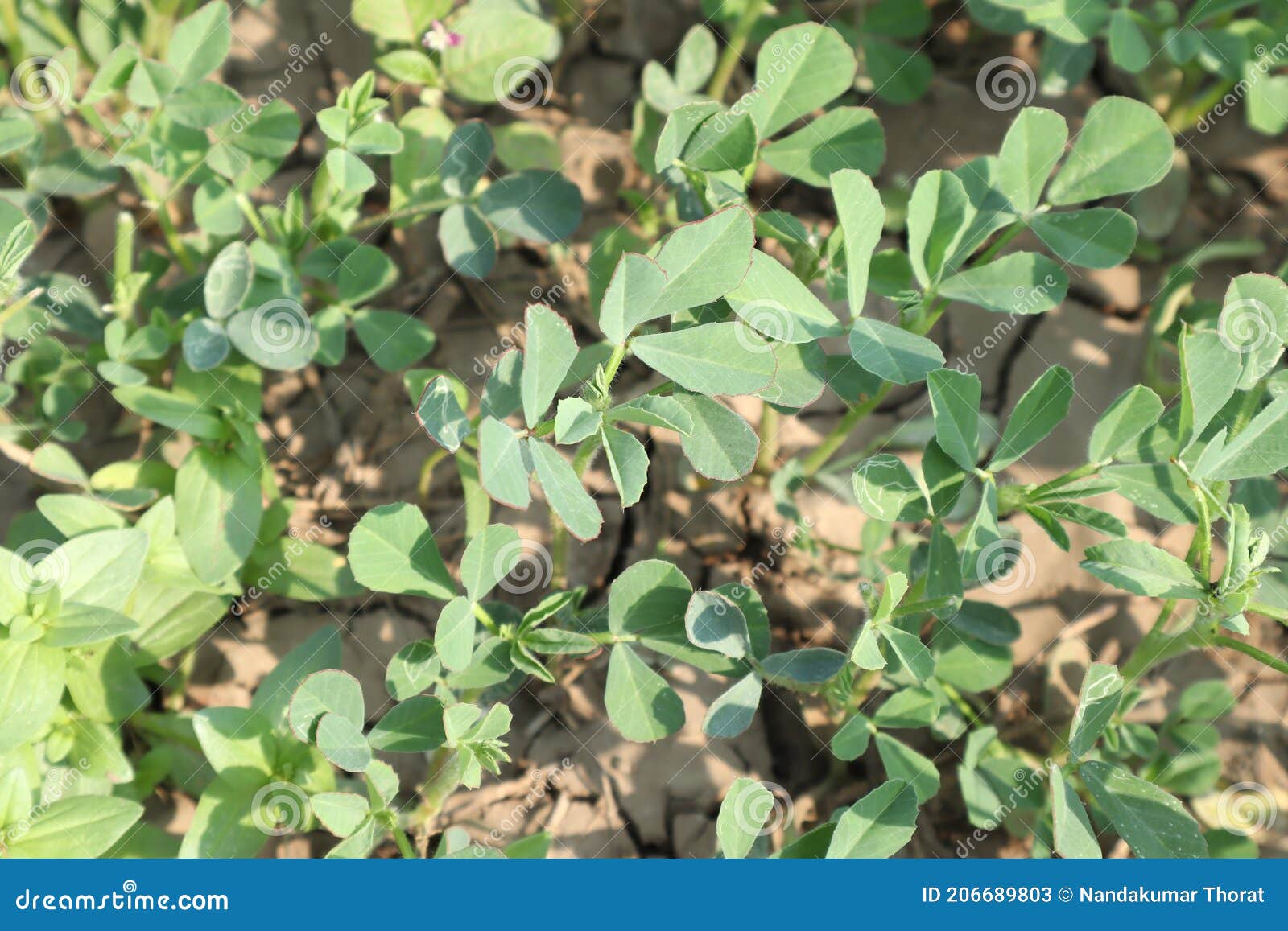 Green Vegetables in the Field Stock Image - Image of greenery, grass ...