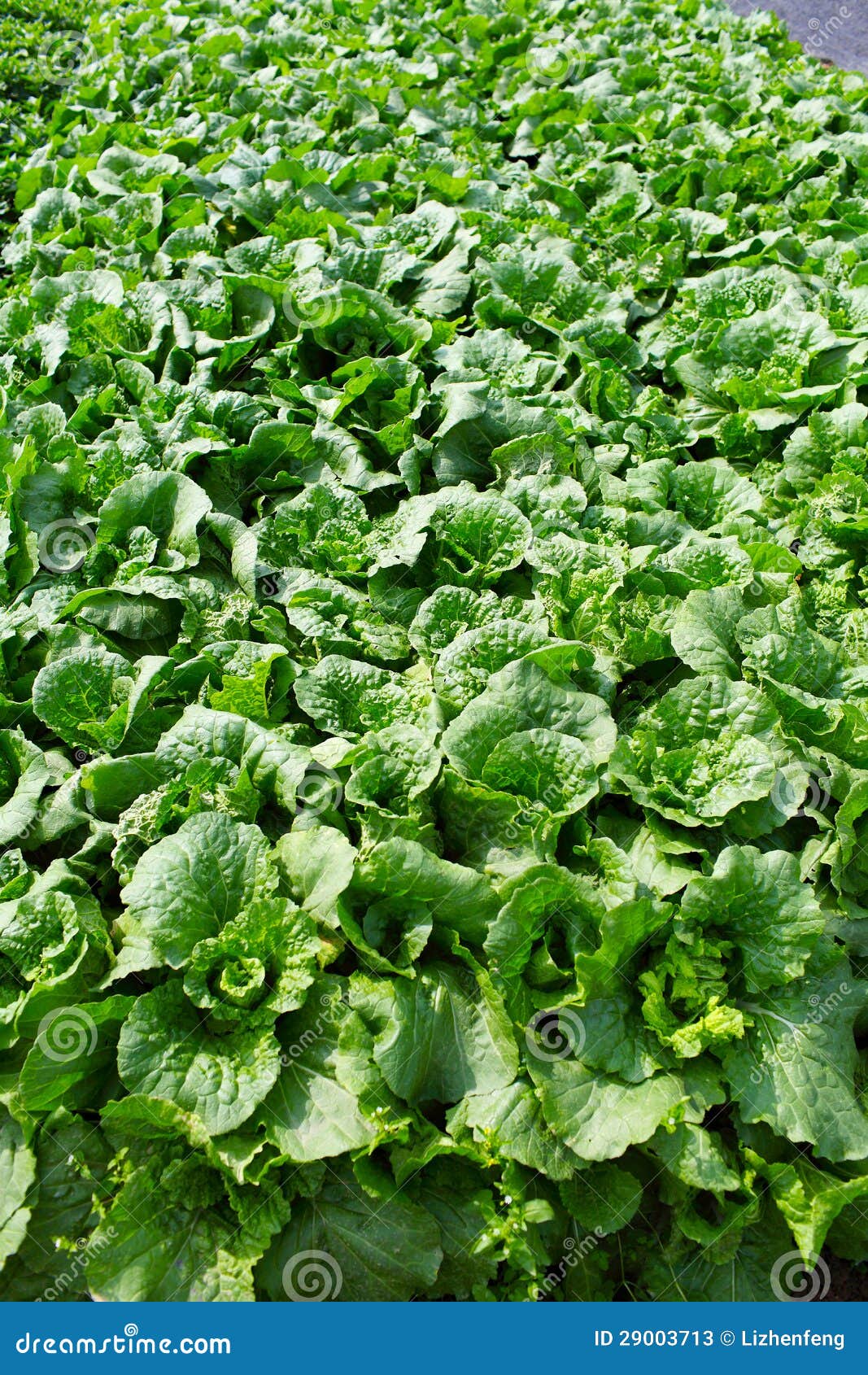 Green vegetables field stock image. Image of green, growing - 29003713