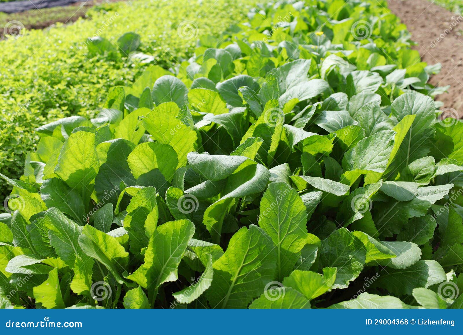 Green vegetables field stock photo. Image of plant, field - 29004368